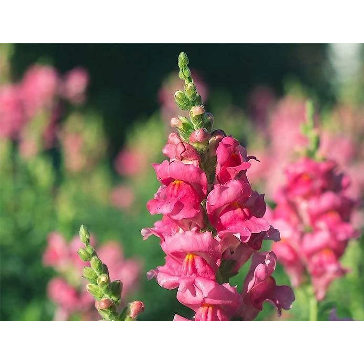 David's Garden Seeds Flower Snapdragon Sonnet Series Rose 2255 (Rose) 25 Non-GMO, Heirloom Seeds