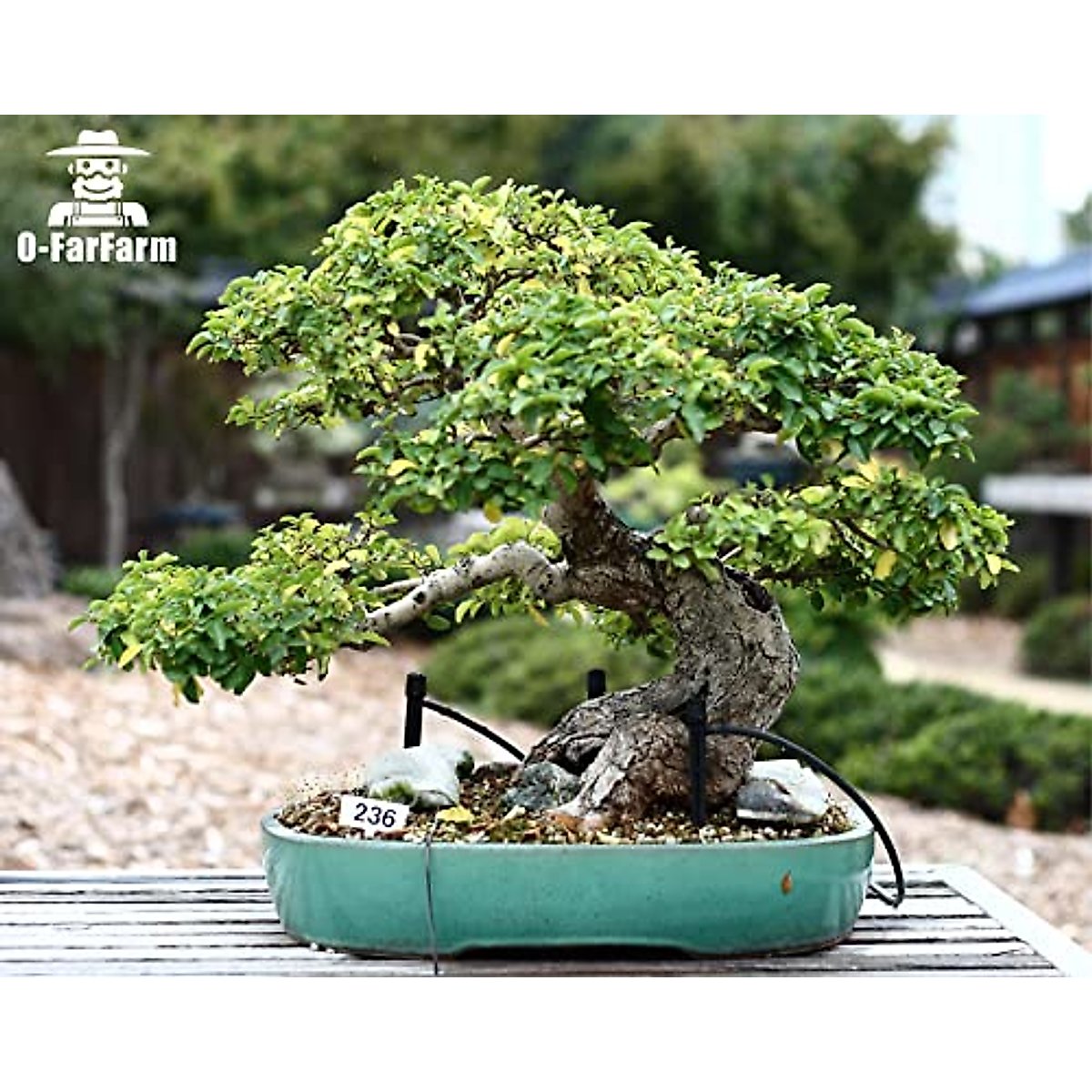 O-FarFarm Bonsai Soil Mix Ready to Use 2 Quart, Fast Draining All Purpose Potting Soil for Bonsai Tree, Ideal for Root Development, Made from Akadama, Lava Rock, Pumice and Pine Barks
