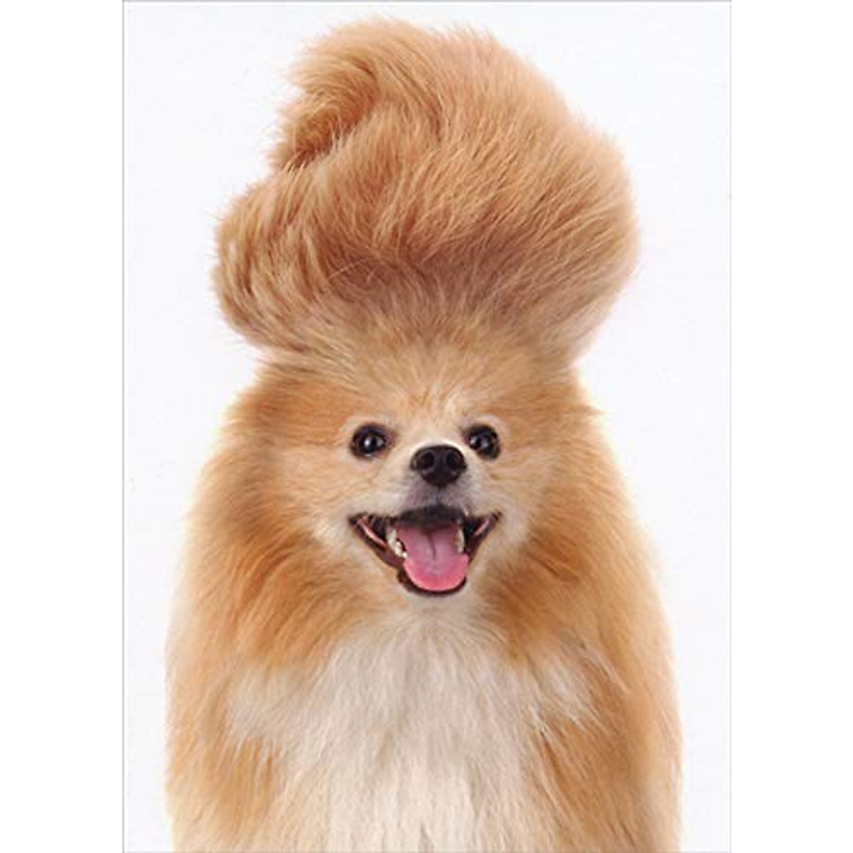 Designer Greetings Pomeranian Dog with Tall Swirling Hairdo Funny/Humorous Feminine Birthday Card for Her : Woman : Women