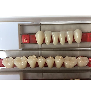 SDent® 2 Boxes 2 Layers Super Hard Synthetic Resin Teeth Multi-Layer Acrylic Composite False Teeth Denture Polymer Polymerial Materials & Full Set & A3 & 84PCS More Options on Size Name Chart