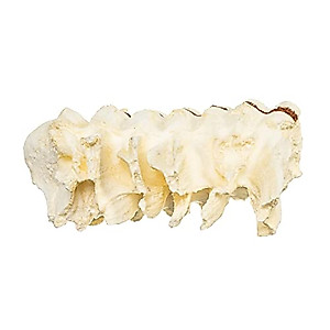 African Elephant Tooth (Teaching Quality Replica)