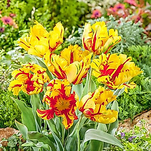 Giant Complete Spring Flower Garden | Bloom All Spring and Summer, Easy to Grow Flower Bulb, Indoor/Outdoor (50 Bulbs)