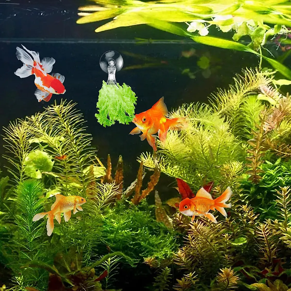 AccEncyc 12Pcs Veggie Clips Aquarium Seaweed Clips Fish Food Holder Wide Mouth Clips Plants Suction Cups Algae Clips for Freshwater and Marine Fish Tank (Plastic)