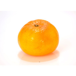 Nules Clementine Starter Plant. Citrus Clementina. 3" - 5"