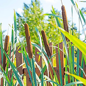Cattail Seeds Typha Latifolia Perennial Fast-Growing Ornamental Landscape Decorate Ponds Bog Garden Outdoor 50Pcs Herb Seeds by YEGAOL Garden