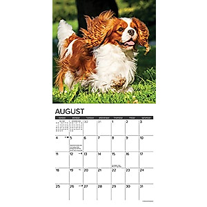 Willow Creek Press Cavalier King Charles Spaniels Monthly 2024 Wall Calendar (12" x 12")