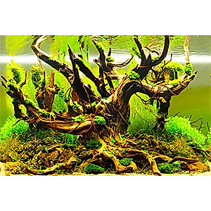 New Grass, Stones, Tree Background Aquarium Background Decoration 25 x 15 inches