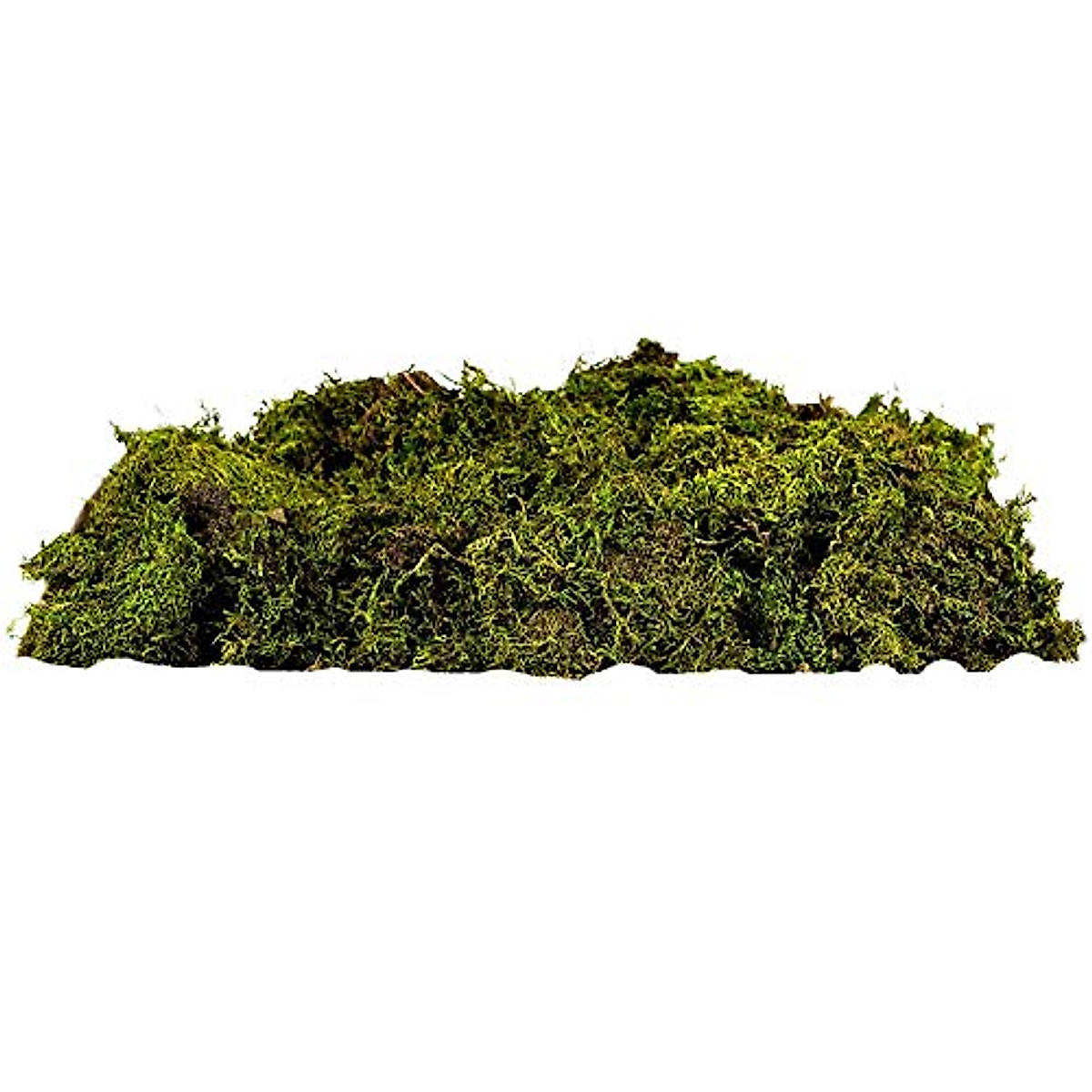 Succulent Cactus Seed DIY Terrarium Germination Starter Kit for Indoor Garden Growing - Mini Terrarium Kit with Seeds, Soil, Rocks, Moss, Pea Gravel, Activated Charcoal, and Burlap Potting Planters