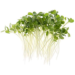 Arugula Microgreen Seeds Bulk 1 LB Resealable Bag | Spicy & Flavorful Greens | Non GMO Heirloom Seeds | Rocket Salad by Rainbow Heirloom Seed Co.