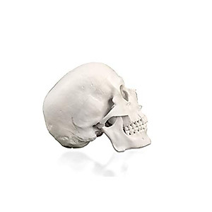 Vision Scientific VAL207-A Life-Size Human Skull – 3 Parts | Medical Grade, Features Joints, Sutures, Fissures, Joints, Foramina and Processes | Removable Skull Cap, Full Dentition | W Manual