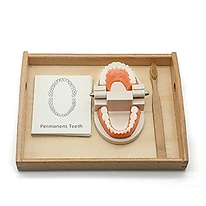 MEROCO Montessori Practical Life Brushing Teeth Model and Cards Montessori Homeschool Learning Preschool Toys for Toddlers