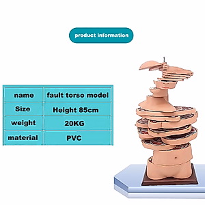 JOSBY Human Torso Cross-Section Model, CT, MRI Imaging Radiology Medical Model, 24pcs Human Body Cross-Section Image Anatomy, Each Layer is Removable, Used for Medical Teaching Display