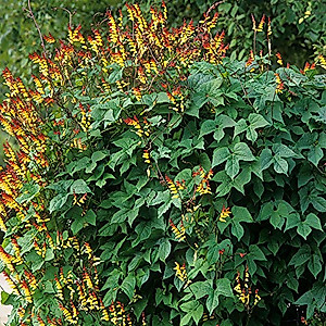 Outsidepride Mina Lobata Firecracker Flowering Vine Climbing, Trailing, Vining Plants - 100 Seeds