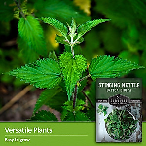 Stinging Nettle Seed for Planting - 1 Packet with Instructions to Plant and Grow Medicinal Herb Common Stinging Nettle in Your Home Herb Garden - Non-GMO Heirloom Variety - Survival Garden Seeds
