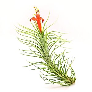 The Drunken Gnome Funkiana Air Plant Pack Tillandsia Live Easy Flowering Houseplants for Indoor Garden Office or Terrarium Choose 3 Pack 5 Pack or 10 Pack Sizes Small to Large (3 Pack)