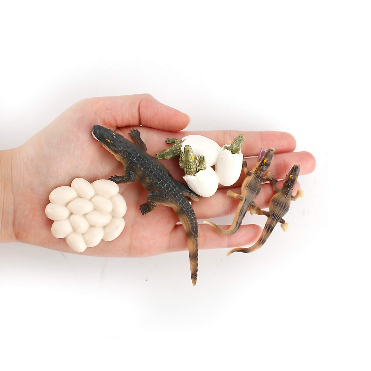 Fantarea 4 PCS Wild Wildlife Animal Figures Creatures Action Models Life Cycle Crocodile Alligator Figure Ornament Cake Toppers Party Favors Supplies Cognitive Toy for Boys Girls Kids