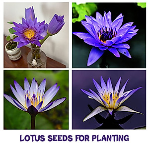 35+ Bonsai Lotus Flower Seeds for Home Planting Ornamental, Mixed Pink & Red Flower, Aquatic Plant for Courtyard, Hotel, Goldfish Pond, Water Lily Seeds