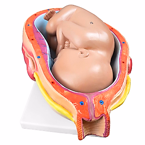 Jackson Global JS00073 Fetus Development Model | Set of 8 Models，14 Pieces in Total | Key Anatomical Features Labelled with Accompanying Key Card