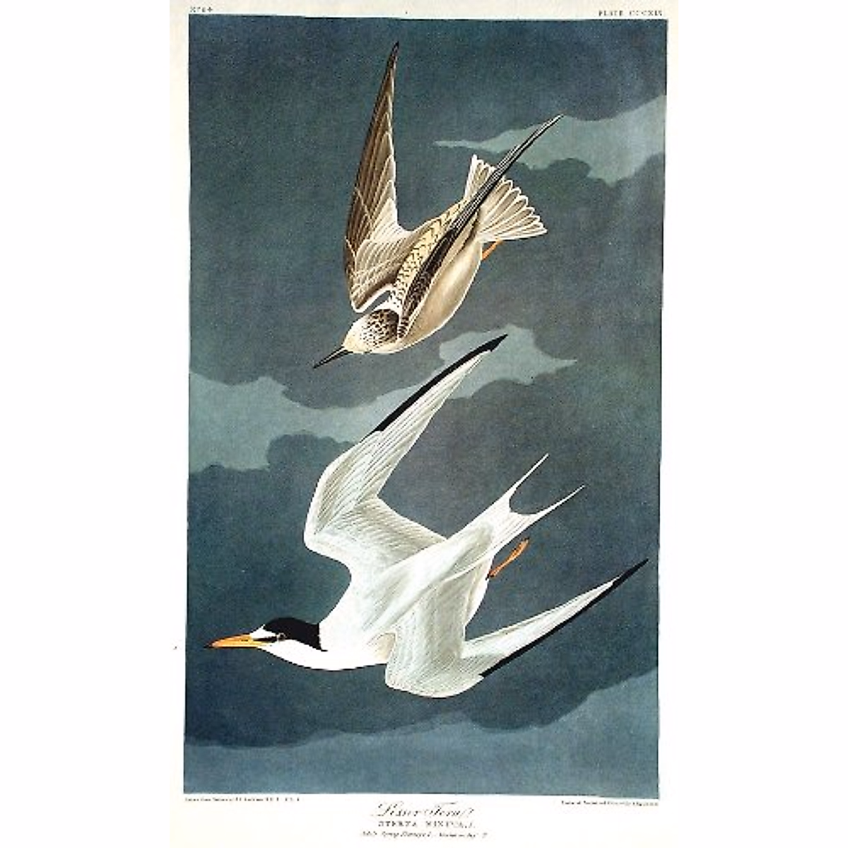 Lesser Tern. From"The Birds of America" (Amsterdam Edition)
