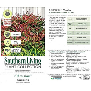 2 Gal. Obsession Nandina Shrub