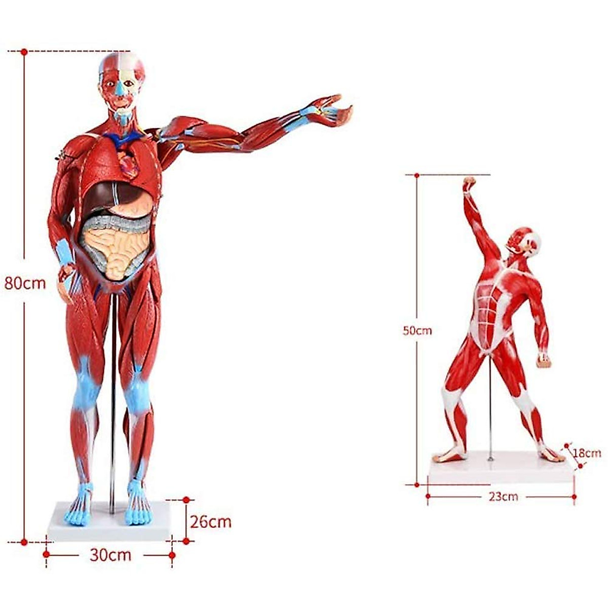 KINOFU Educational Model, Human Muscle Anatomical Model 80Cm Chest Human Internal Organs Anatomical Skeleton Model in Teaching to The Teaching Aids