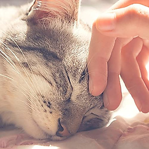 Cat House - Indoor Bed with Removable Foam Cushion - Pet Tent for Puppies, Rabbits, Guinea Pigs, Hedgehogs, and Other Small Animals by PETMAKER (Tan),(L) 13.5” x (W) 13.5” x (H) 15”