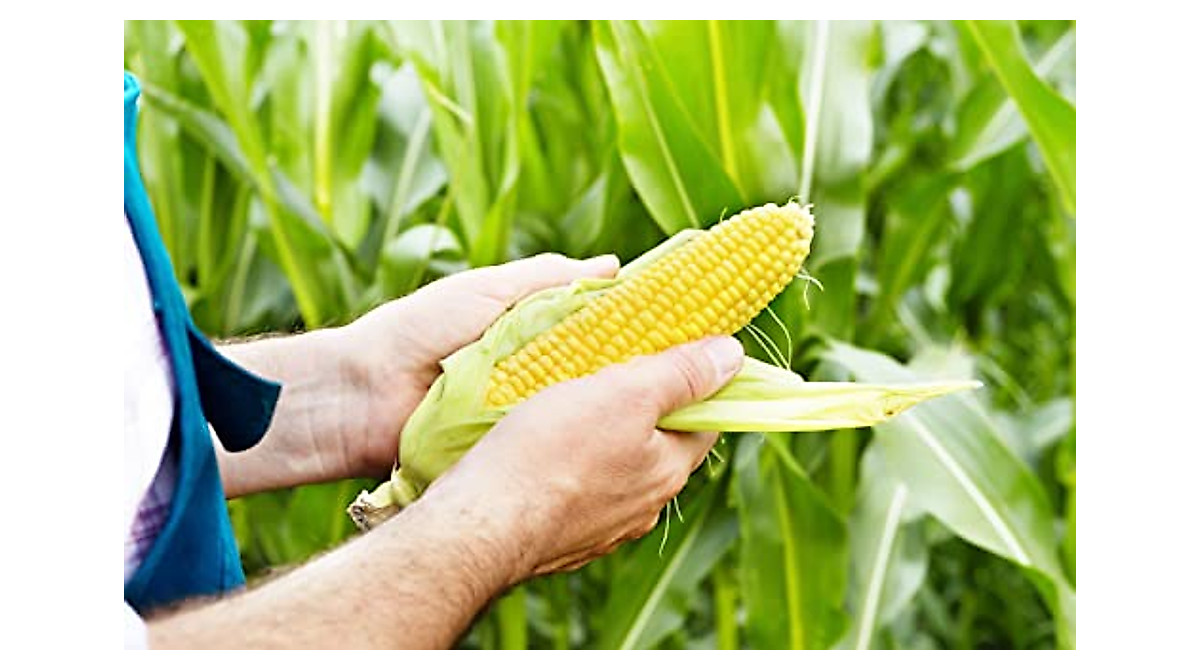 Heirloom Corn Seeds: 4 Varieties, Non-GMO, 90% Germination