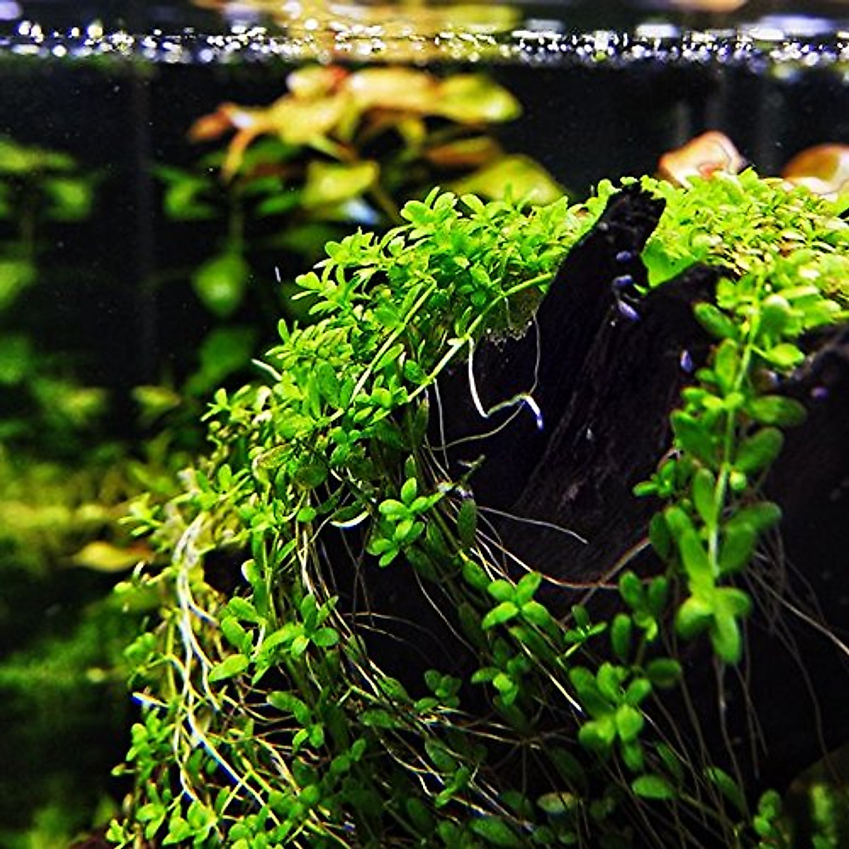 Mainam (1-Cup) Dwarf Baby Tears Carpet Imported Direct from Grower Live Aquarium Plants Decoration Tissue Culture for Freshwater Aquatic Plant Tank