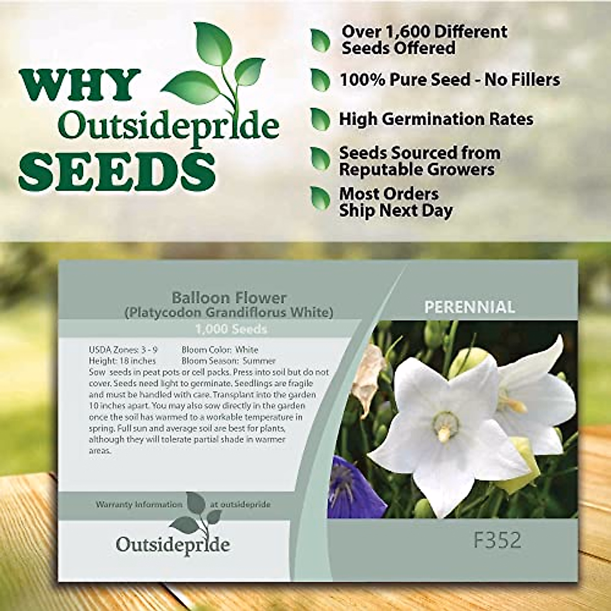 Outsidepride Balloon Flower White Platycodon Grandiflorus Garden Plant Seed - 1000 Seeds