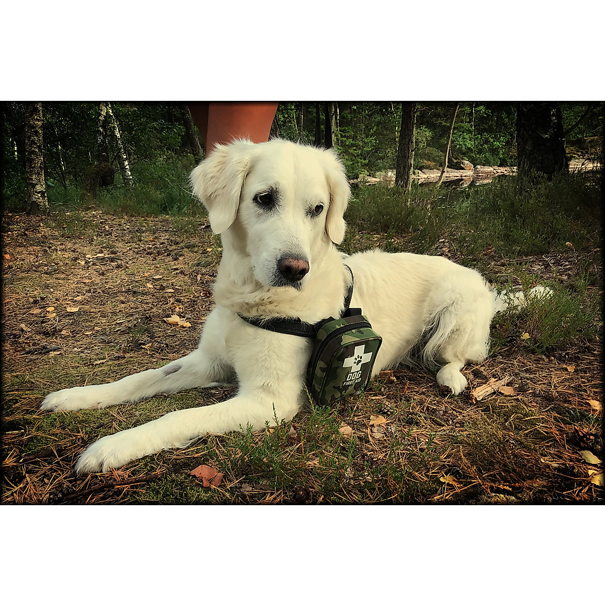 Dog First Aid Kit with Thermometer and Emergency Blanket - Puppy Kit - Pet Safety Supplies for Camping, Walks, Cycling, Car, Hikes - Treat cuts and scrapes