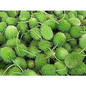 100 West Indian Gherkin (Cucumis anguria) burr cucumber~Vegetable Seeds,Heirloom