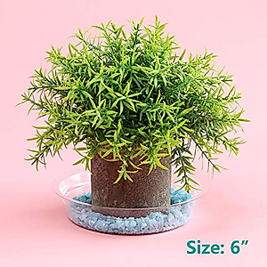 UltraOutlet 20 Pack 6 Inches Clear Plastic Plant Saucer Drip Trays Small Plant Plate Dish for Indoor Flower Pots and Planters, Bulk