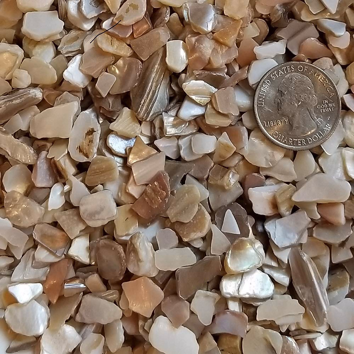 BeachWalk Small Natural Crushed Shells - for Weddings, Vase Filler, Home Décor, and Crafts (32 oz (2 lb), Natural Pearl)