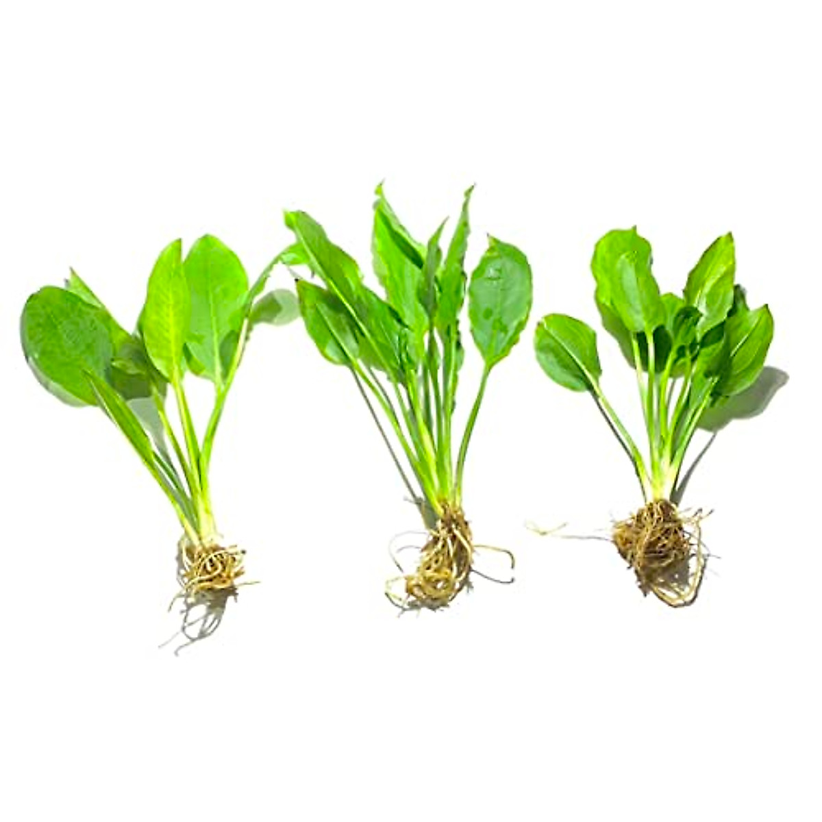 Marcus Fish Tanks - 3X Amazon Sword Echinodorus Bleheri Easy Live Aquarium Plants for Aquatic Freshwater Fish Tank