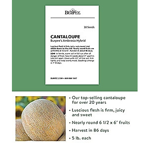 Burpee Ambrosia Cantaloupe Melon Seeds 30 seeds