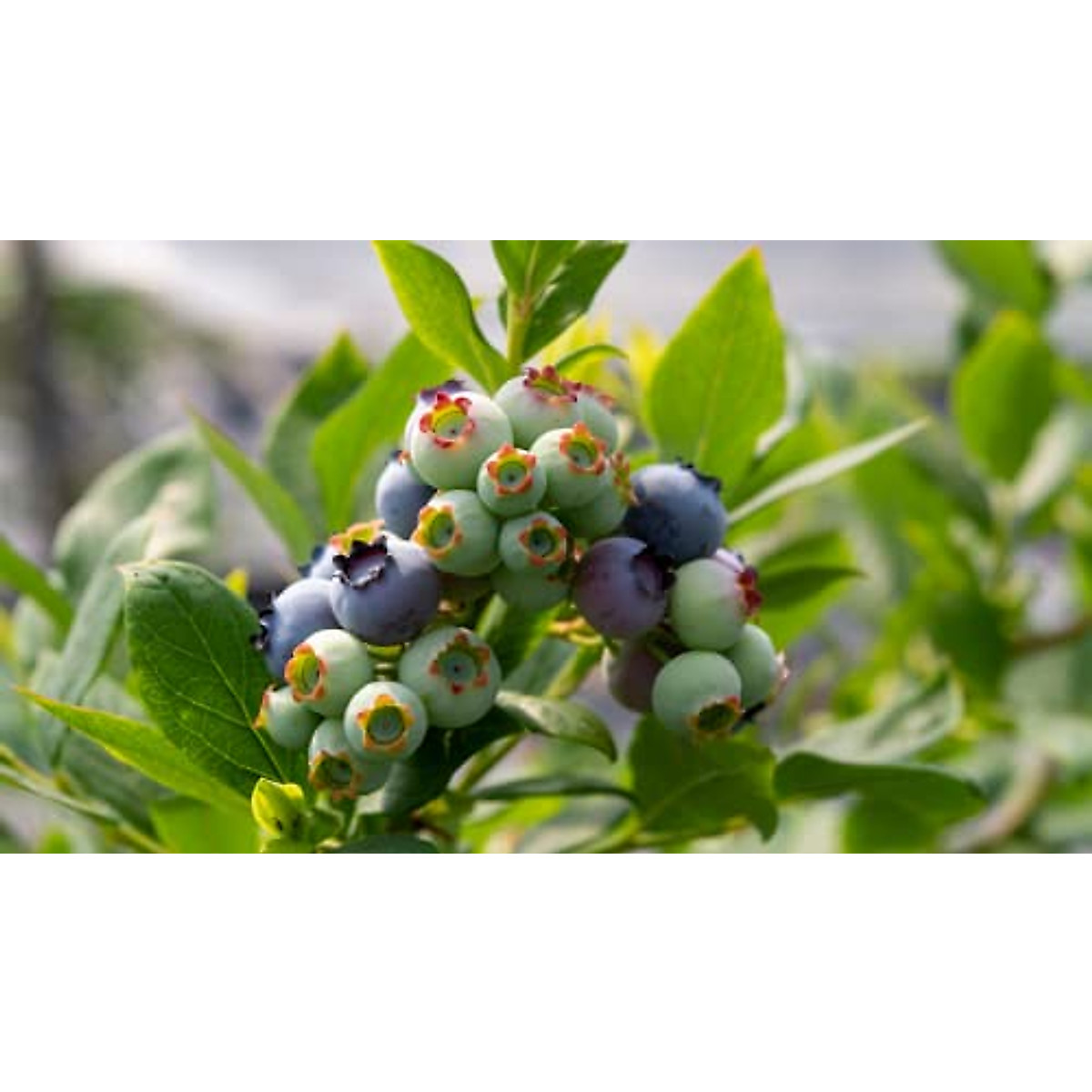 Jewel Blueberry Plants Live Sweet Berries Tree 5 to 7 Inches Ornaments Perennial Garden Simple to Grow Pot