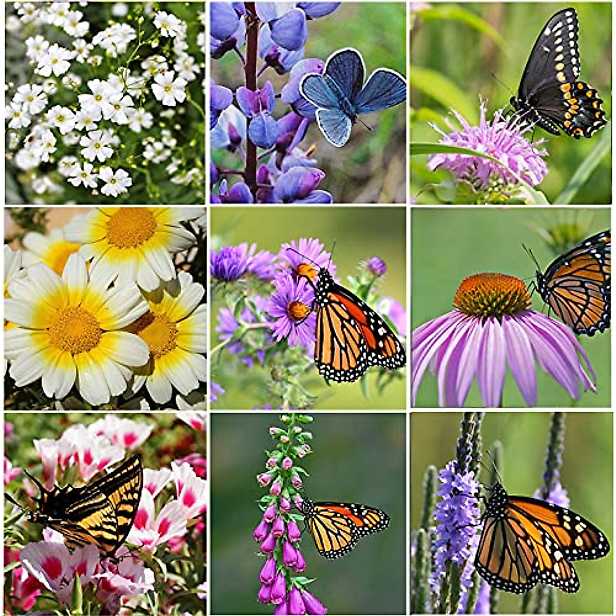 Perennial Wildflower Seeds Package with 31 Different Varieties 100,000+ Seeds, Hummingbird and Butterfly Garden Seeds, Popular Perennial Flower Seeds, Non-GMO Wildflower Seeds Mix for Your Garden