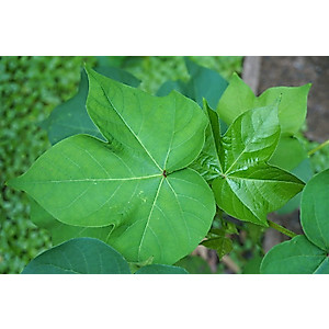 MRC Brand Cotton Seeds Non-GMO, untreated 20+ Cotton Seeds