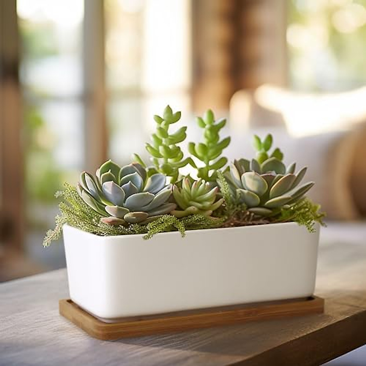 Ceramic Succulent Pots - 1 Pot - Short Rectangle - with Bamboo Tray - White - 6.3"