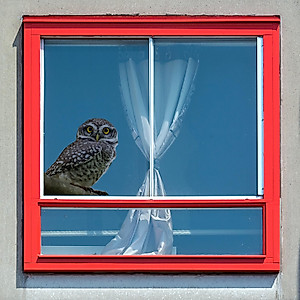 ROLY BEE 8.2 x 8.2-inch Realistic Owl Removable Vinyl Sticker for Windows (or Any Flat Surface)