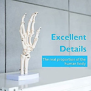 ANNWAH Hand Skeleton Model - Medical Human Finger Bone Made of PVC Posable Hand Showing Ulna and Radius for Research and Learning