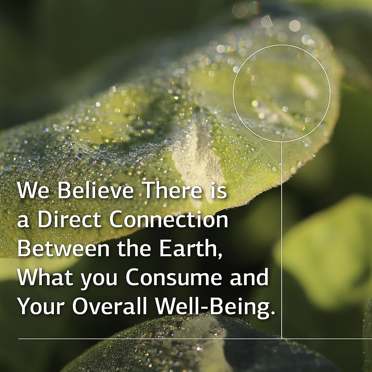 Standard Process A-F Betafood - Gluten-Free Liver Support, Cholesterol Metabolism, and Gallbladder Support Supplement with Vitamin A, Iodine, Vitamin B6-360 Tablets