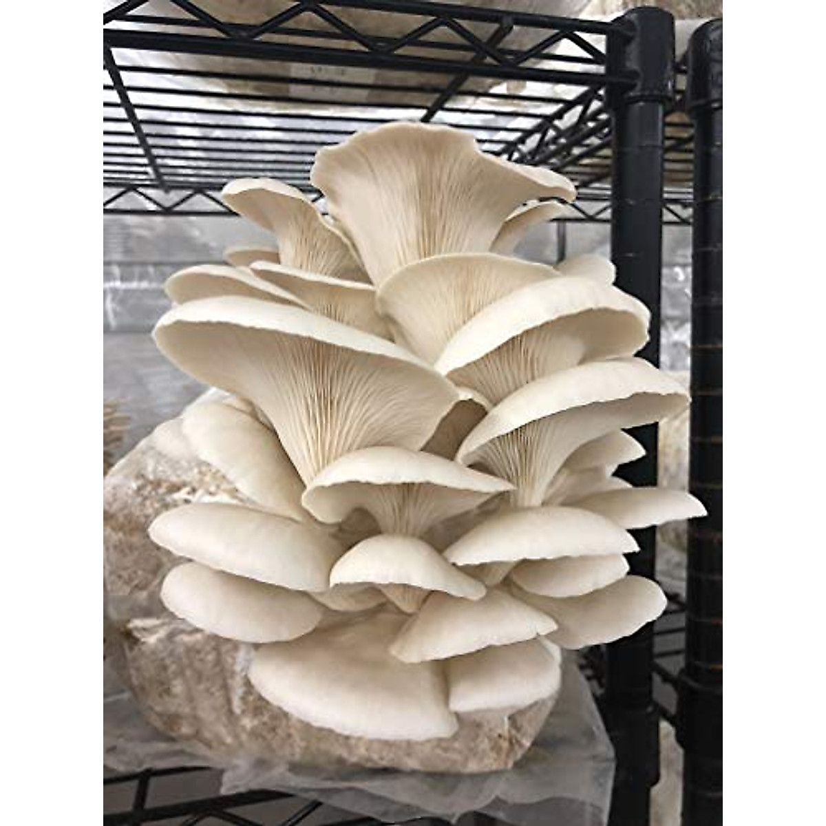 MushroomMediaOnline - 100% Soy Hull Mushroom Pellets - Ideal and Fast-Growing Substrate for Mushroom Cultivation, Oyster Mushrooms, Shiitake, and More (10 Pounds)
