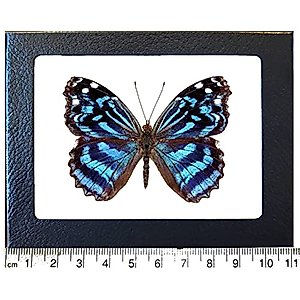 BicBugs Myscelia ethusa Blue Purple Butterfly Costa Rica Framed