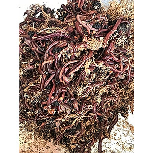 Red Wiggler Composting Worms - Reduce Waste and Improve Your Soil (0.25 lbs / ~250 worms)