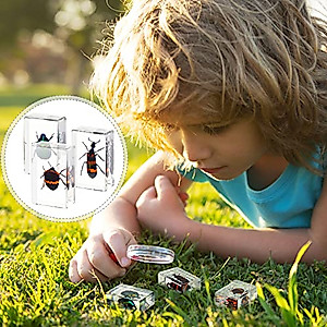 30 Pcs Insect in Resin Specimen Bugs Collection Paperweights Real Bugs in Resin Various Insect Specimen Bug Preserved in Resin Bugs Collection for Kids Scientific Educational Supplies Bugs Display