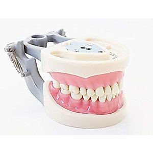 Dental Typodont Model 200 Type Kilgore Nissin Removable Teeth