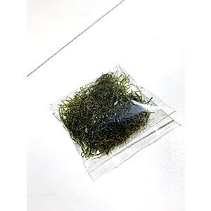Marcus Fish Tanks Java Moss Taxiphyllum Barbieri Live Aquarium Moss Aquatic Plants Vesicularia Dubyana Buy 2 Get 1 Extra