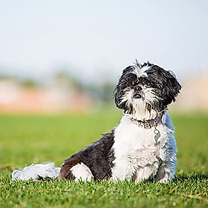 DORUI Dog Tag Clips 2 Pack Easy Change for Pet ID Tag Quick Clips Small Medium Large Dogs and Cats Collars|Gold|