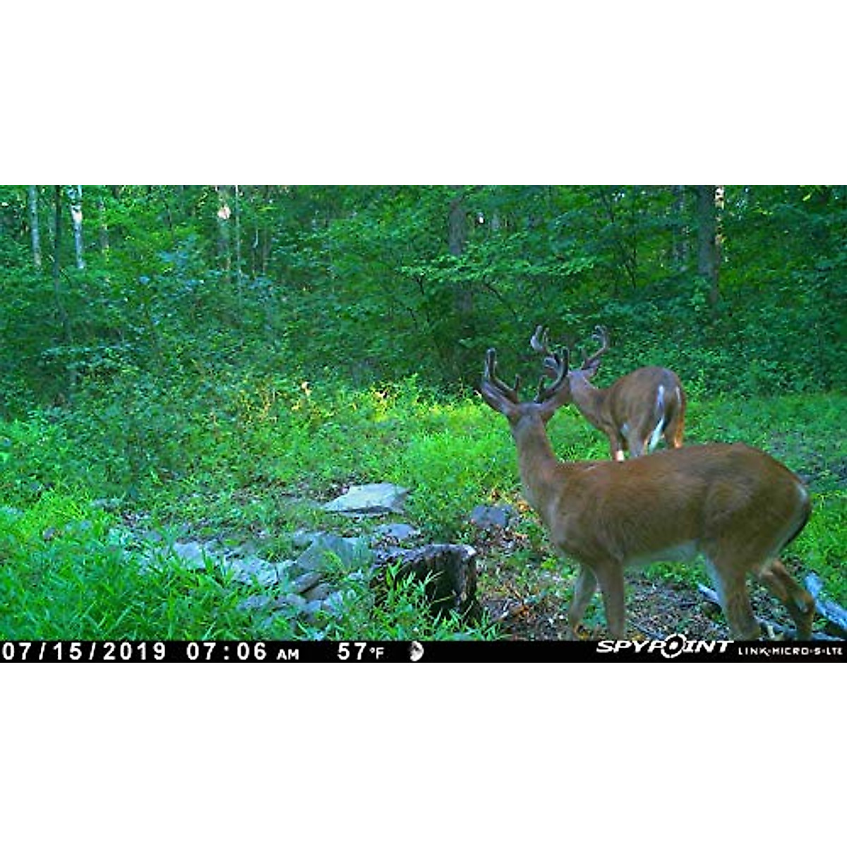 SPYPOINT Link-Micro-S-LTE Solar Cellular Trail Camera with LIT-10 Battery and 32 GB Micro SD Card (Link-Micro-S-LTE-V)